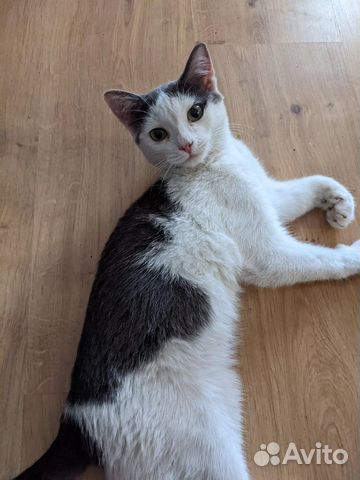 Маленький кот в добрые руки