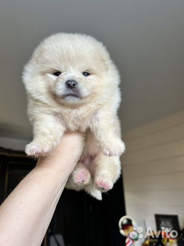 Шпиц 2 мальчика 2 девочки крем