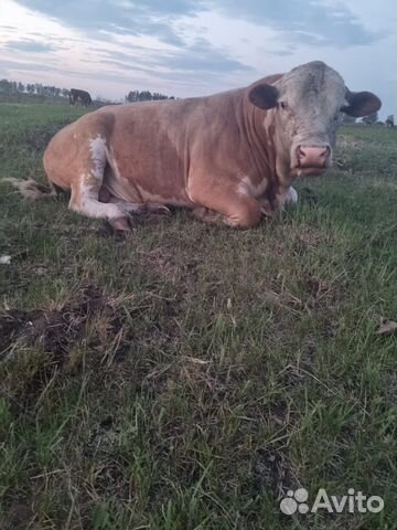 Быки герефорд