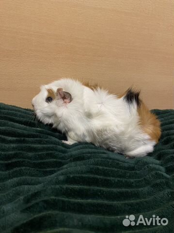 Морская свинка с клеткой