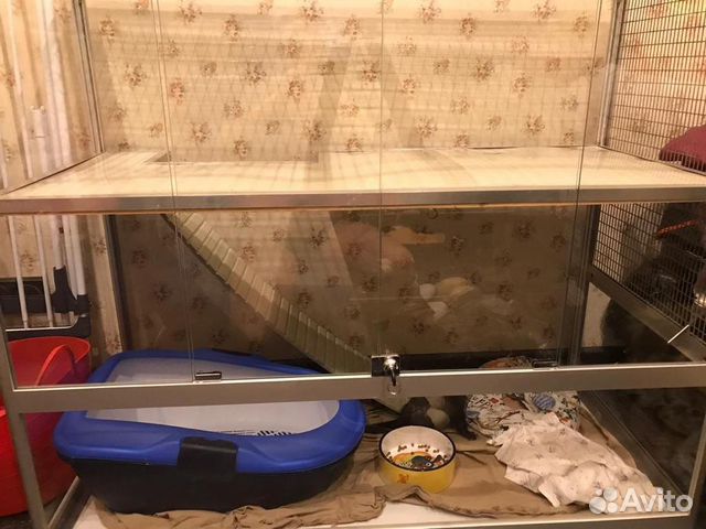 Хорек с клеткой