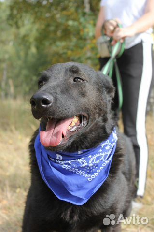 Приютский пёс заждался своего человека