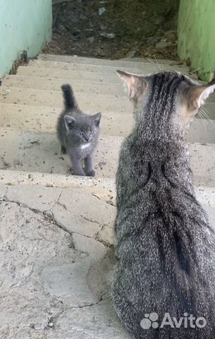 Котенок