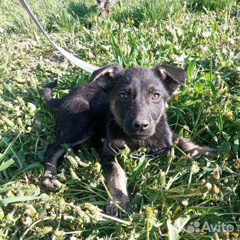 Собака щенок