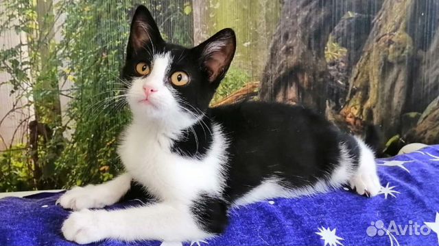 Привитая Мегги ищет дом