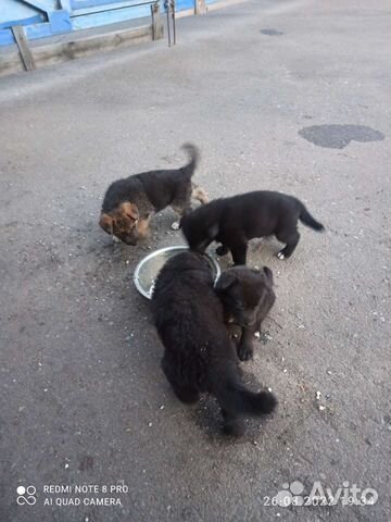 Поместные щенки овчарки безплатно возраст 1месяц