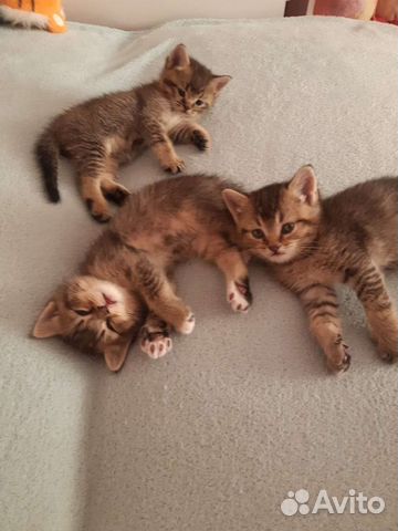 Котик золотой британский