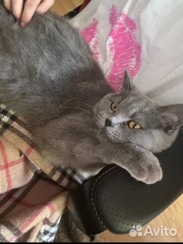 Британская кошка