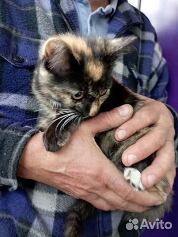 Кошечка Маргарита 2,5 мес