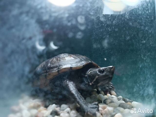 Мускусная черепаха