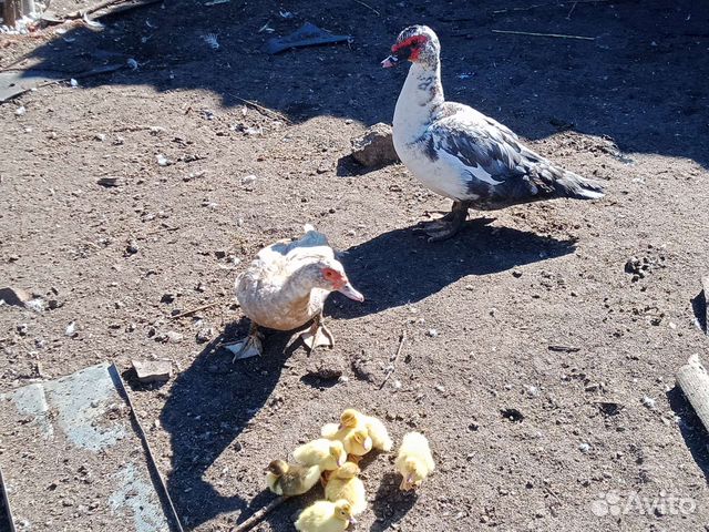 Индоутка с утятами