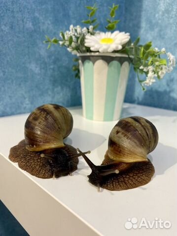 Улитки виноградные и аквариум стекло с подсветкой