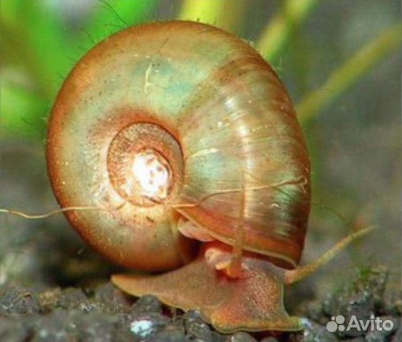 Улитка катушка отдам