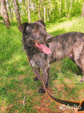 Бородатик Тайсон страдает в приюте