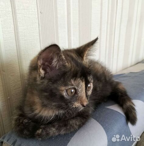 Котенок девочка 2,5 месяца черепаховая