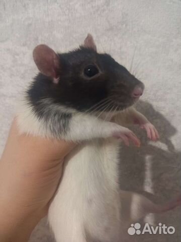 Декоративные крысы