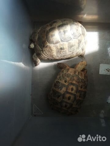 Сухопутные черепахи