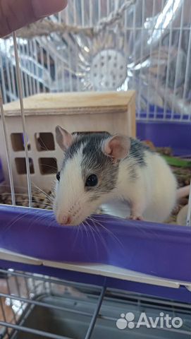 Декоративная крыса