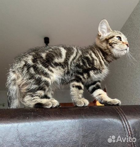 Котёночек девочка