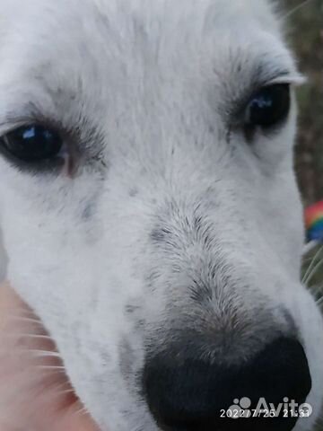 Собаки бесплатно в добрые руки щенки