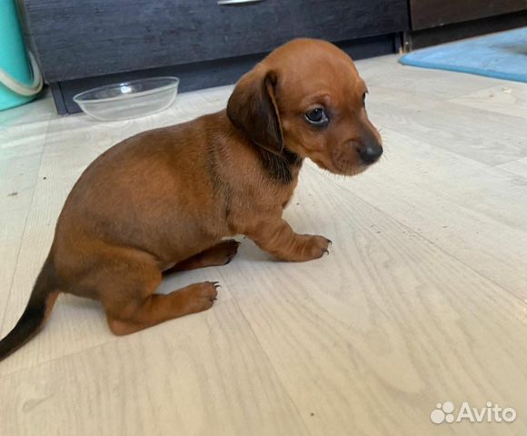 Щенки таксы