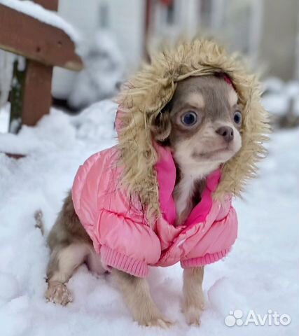 Лиловая девочка дш 3,5 мес