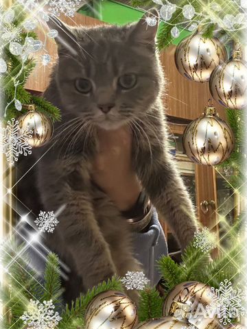 Ручной ласковый парень Ванечка ищет новый дом