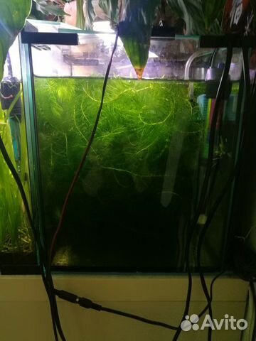 Роголистник