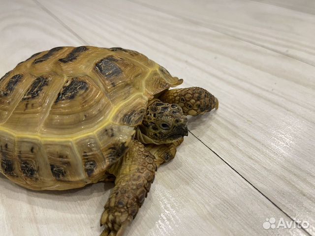 Черепаха
