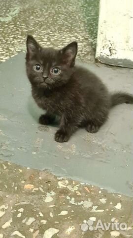 Котёнок в дар бесплатно