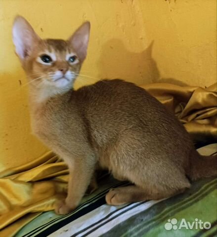 Особенная абиссиночка