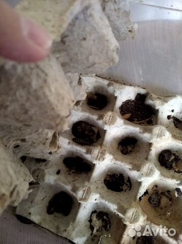 Мраморные тараканы