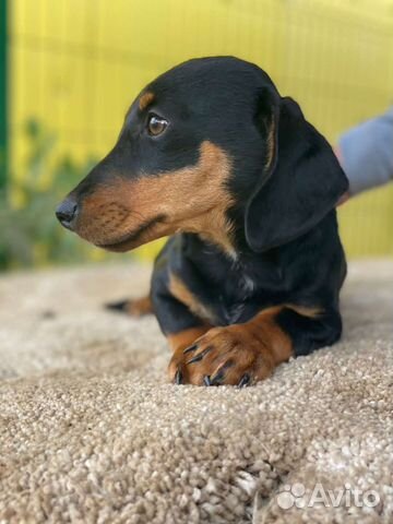 Такса метис