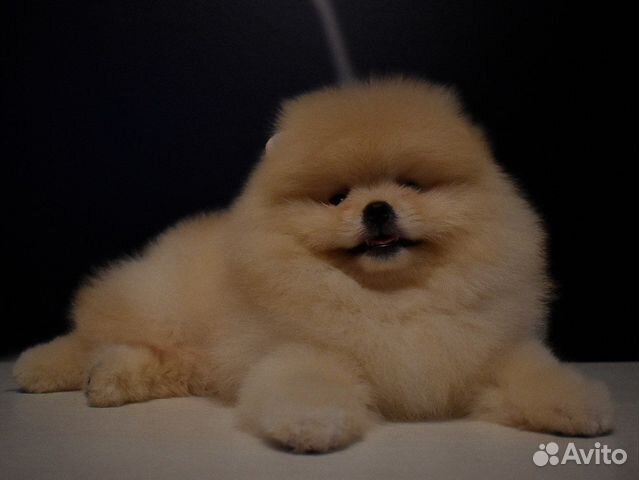 Мальчиш кремыш