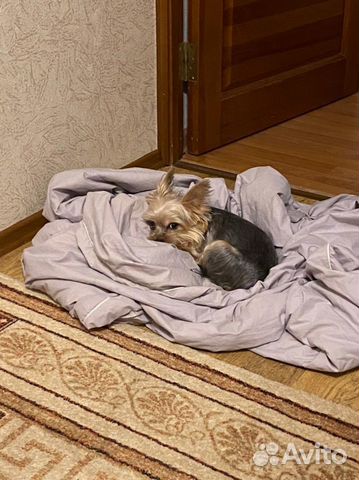 Собака