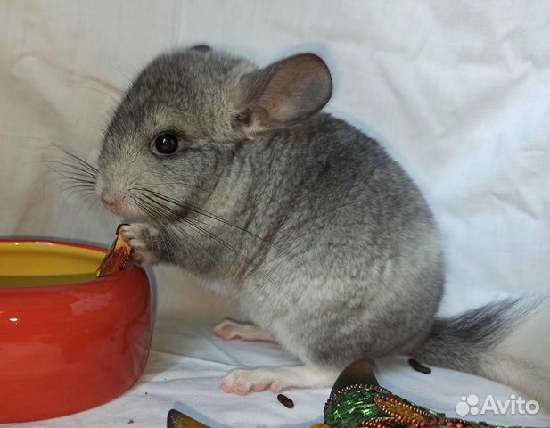 Шиншилла самец Белый Вильсона