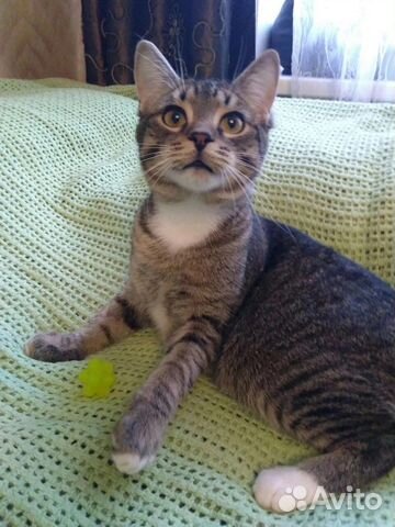 Кошка в дар бесплатно