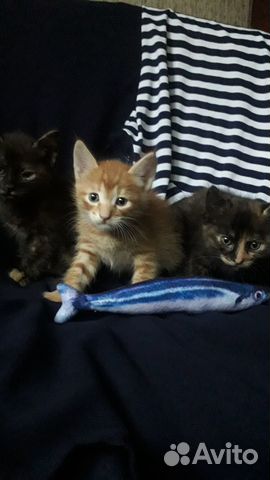 Котята в добрые руки