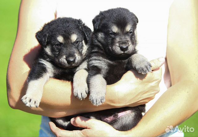 Щенки в приюте ждут своих добрых людей