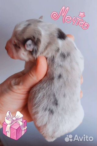 Щенки Помски Мерле