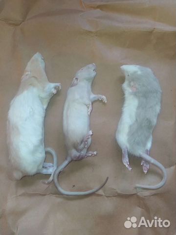 Крысы подростки заморозка