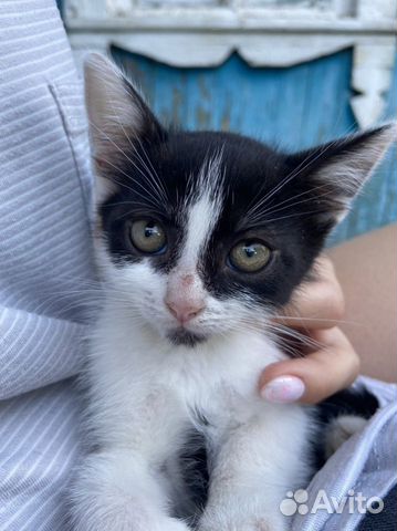 Котик 2 месяца в дар