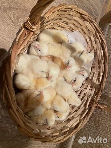 Бройлеры кобб 500