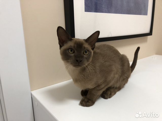 Бурманские котята