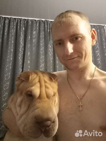 Шарпей