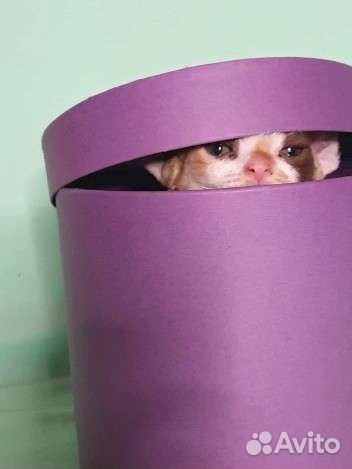 Котята девон-рекс