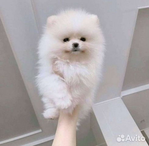 Померанский шпиц мишка