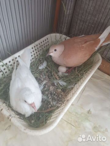 Египетская смеющаяся горлица