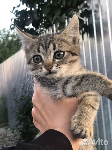 Котята в добрые руки бесплатно