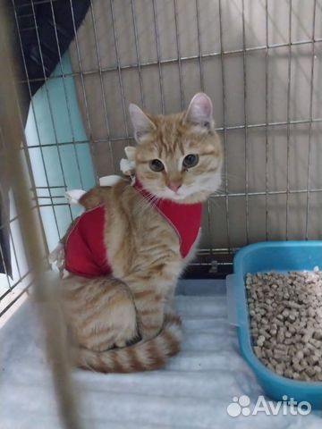 Рыжая кошечка